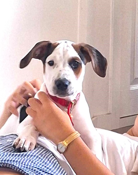 Adopt Arika from Mapleton QLD | Adopt-A-Dog