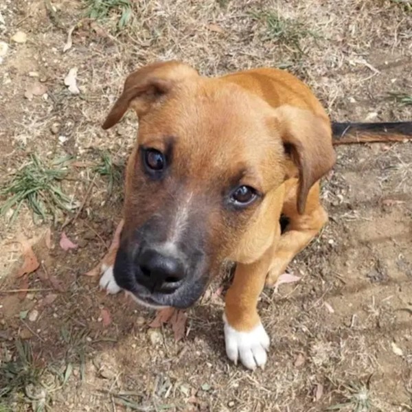 Adopt Frankie from Ballarat VIC | Adopt-A-Dog