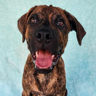 Adopt Coyote from FARNSFIELD QLD | Adopt-A-Dog