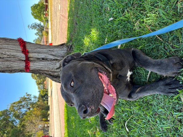 Adopt Max from Perth WA | Adopt-A-Dog