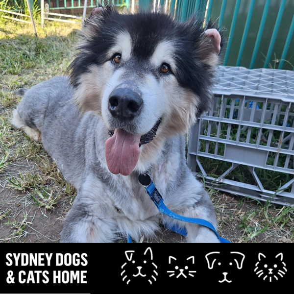 Adopt Paddington from Strathfield South NSW | Adopt-A-Dog