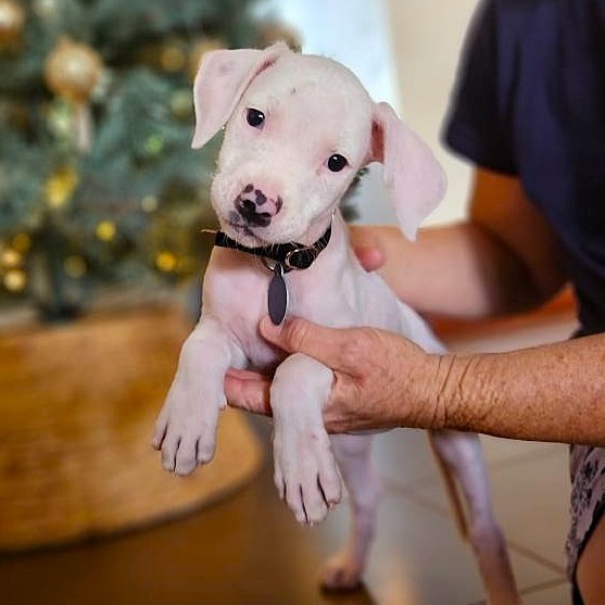 Adopt Koko-Licious from Cable Beach WA | Adopt-A-Dog