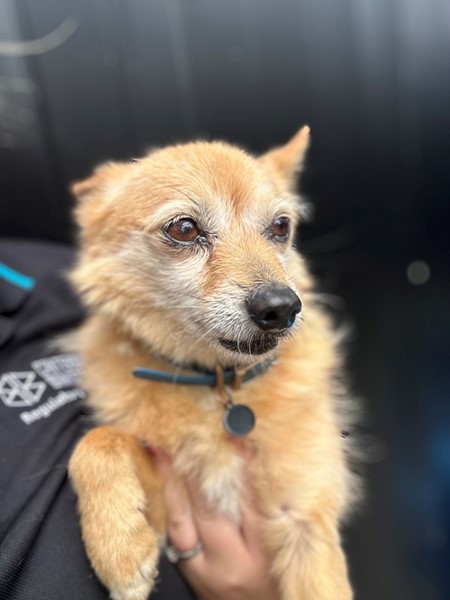 Adopt Jay Jay from Rossmore NSW | Adopt-A-Dog