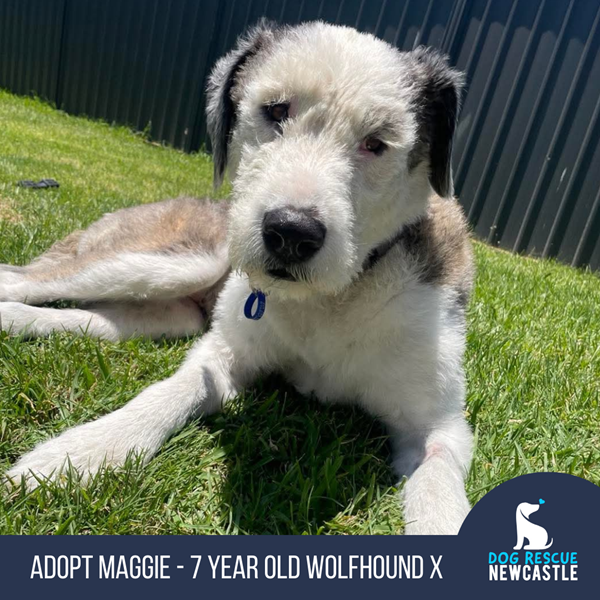 Adopt Maggie (Trial) from Newcastle NSW | Adopt-A-Dog