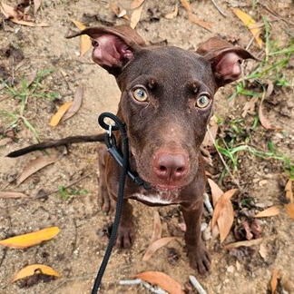 Adopt Wrench from Mareeba QLD | Adopt-A-Dog