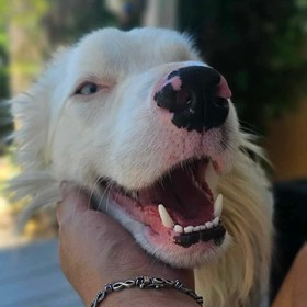 Adopt CHARLIE from Warwick QLD | Adopt-A-Dog