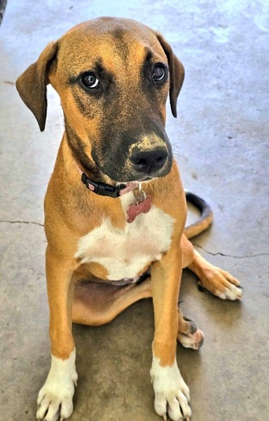 Adopt Chook from Whitfield QLD | Adopt-A-Dog