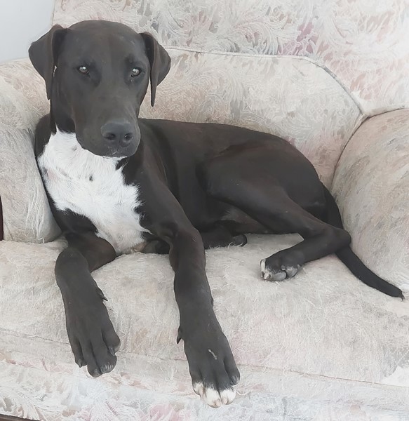 Adopt Little Warren from Tungamah VIC | Adopt-A-Dog