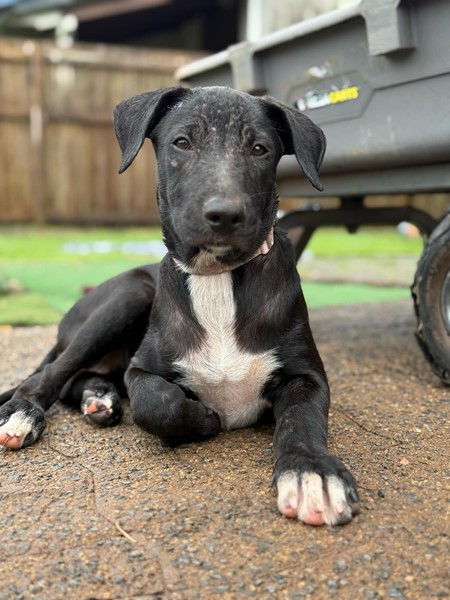 Adopt Mallie from Cairns QLD | Adopt-A-Dog