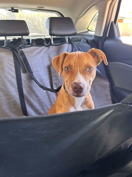 Adopt Kong from Pooraka SA | Adopt-A-Dog