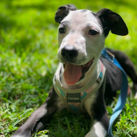 Adopt Sheriff from Coogee NSW | Adopt-A-Dog