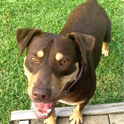 Adopt Roxy from Warner QLD | Adopt-A-Dog