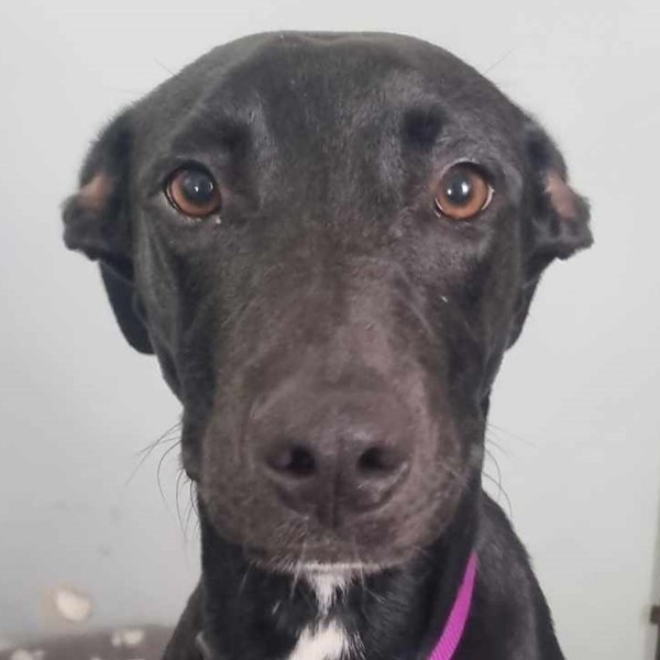 Adopt Inka from Mackay QLD | Adopt-A-Dog