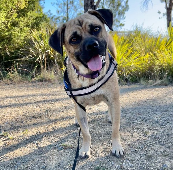 Adopt Roddy from Chirnside Park VIC | Adopt-A-Dog