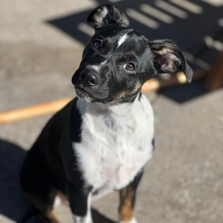 Adopt Cardi B from Adelaide SA | Adopt-A-Dog