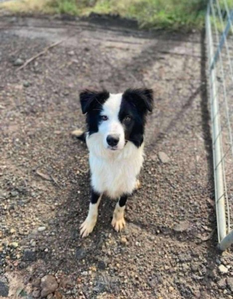 Adopt Lucas from Branxton NSW | Adopt-A-Dog