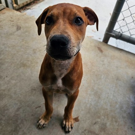 Adopt Kovu from Mareeba QLD | Adopt-A-Dog