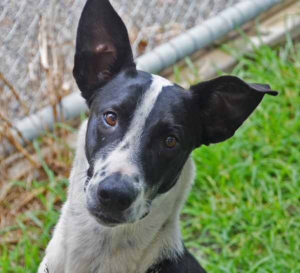 Adopt Domino from Mareeba QLD | Adopt-A-Dog