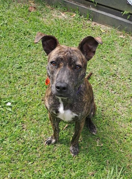 Adopt Betty (FWVTA) from Morayfield QLD | Adopt-A-Dog