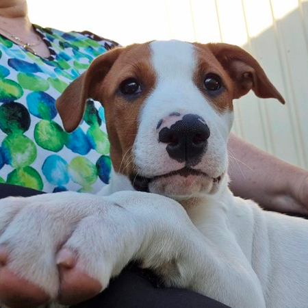 Adopt Puppy Reba from Perth WA | Adopt-A-Dog