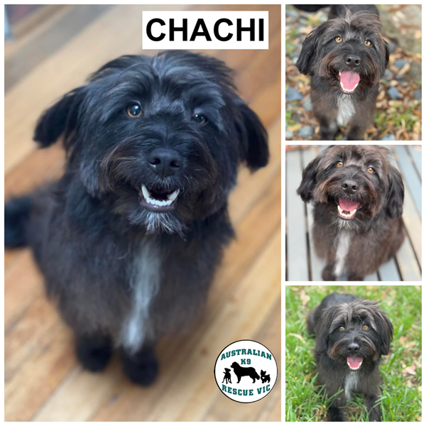 Adopt Chachi from MONTMORENCY VIC | Adopt-A-Dog