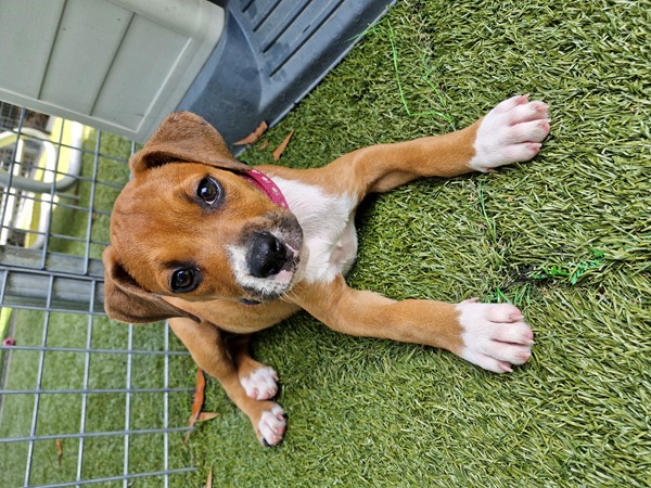 Adopt D1095 Feli from BALLINA NSW | Adopt-A-Dog