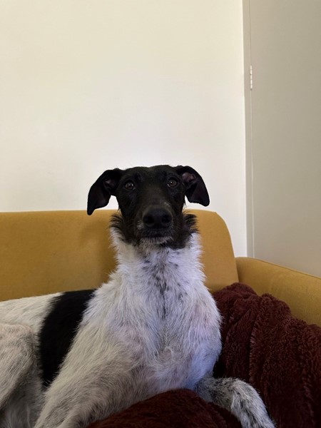 Adopt Jiji from Strathmore Heights VIC | Adopt-A-Dog