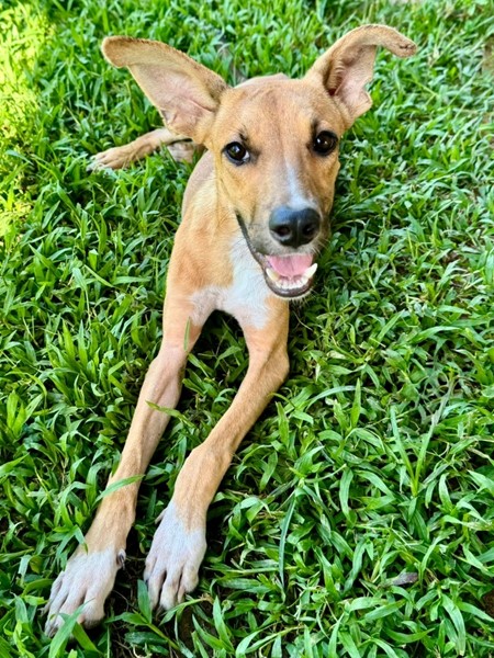 Adopt Louie from Mareeba QLD | Adopt-A-Dog