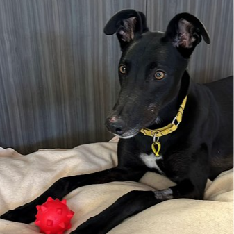 Adopt Timmy from Perth WA | Adopt-A-Dog