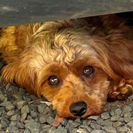 Adopt ALICE from Grantham QLD | Adopt-A-Dog