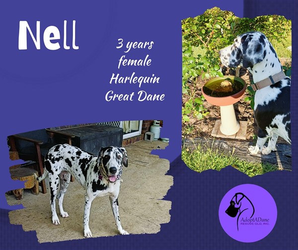 Adopt Nell from Brisbane QLD | Adopt-A-Dog