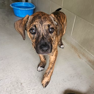 Adopt Tempest from Mareeba QLD | Adopt-A-Dog
