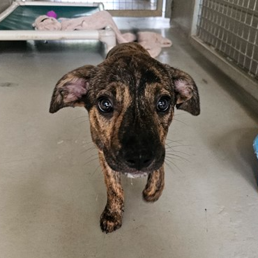 Adopt Tirzah from Mareeba QLD | Adopt-A-Dog