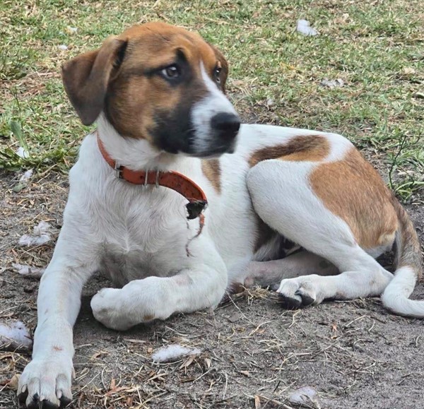 Adopt Inspector Clouseau from Frankston VIC | Adopt-A-Dog