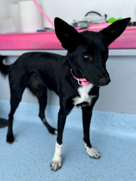 Adopt Onionsan from Traralgon VIC | Adopt-A-Dog