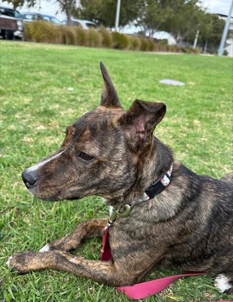 Adopt Tasha from Edithvale VIC | Adopt-A-Dog