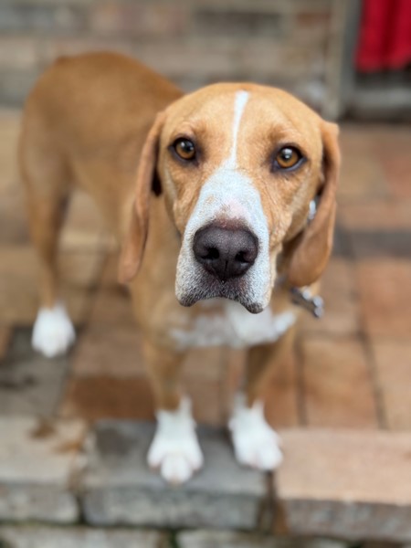 Adopt Biggles from Ingleside NSW | Adopt-A-Dog