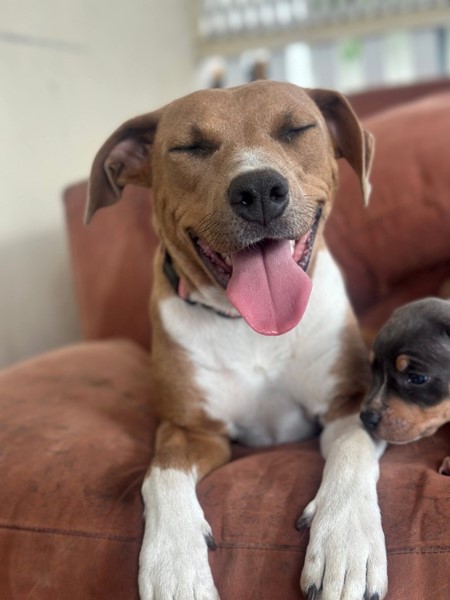 Adopt Topaz from Bundoora VIC | Adopt-A-Dog
