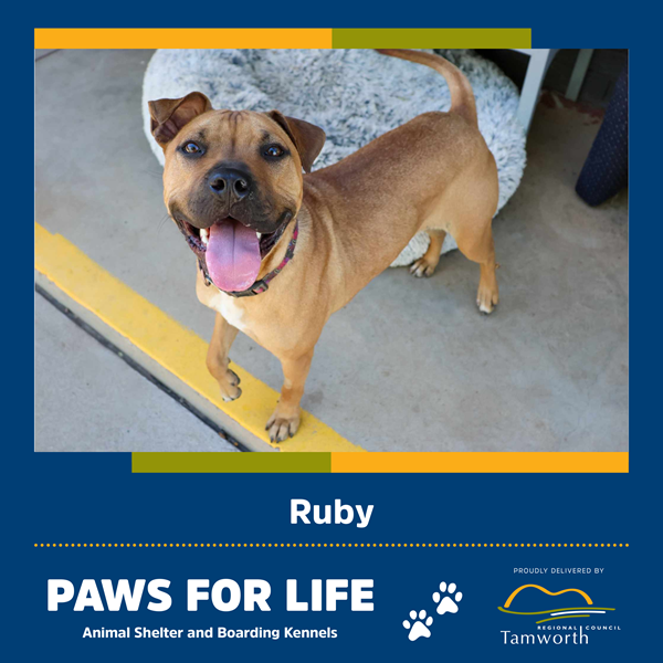 Adopt Ruby from Tamworth NSW | Adopt-A-Dog