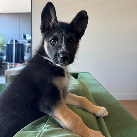 Adopt Cheddar Chipmunk from Marrickville NSW | Adopt-A-Dog