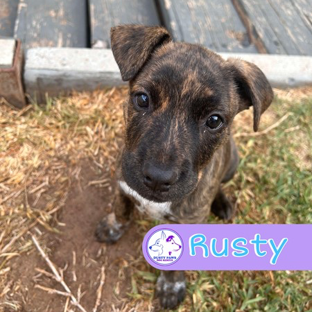 Adopt Rusty from Andrews Farm SA | Adopt-A-Dog