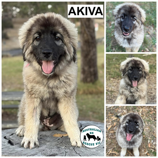 Adopt Akiva from Whittlesea VIC | Adopt-A-Dog