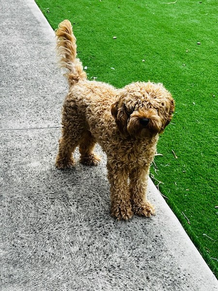 Adopt Cosmo Newhaven from Clyde North VIC | Adopt-A-Dog