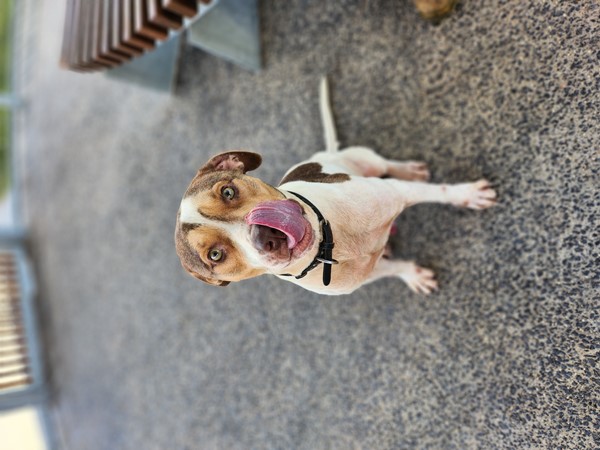 Adopt Forest from Bathurst NSW | Adopt-A-Dog