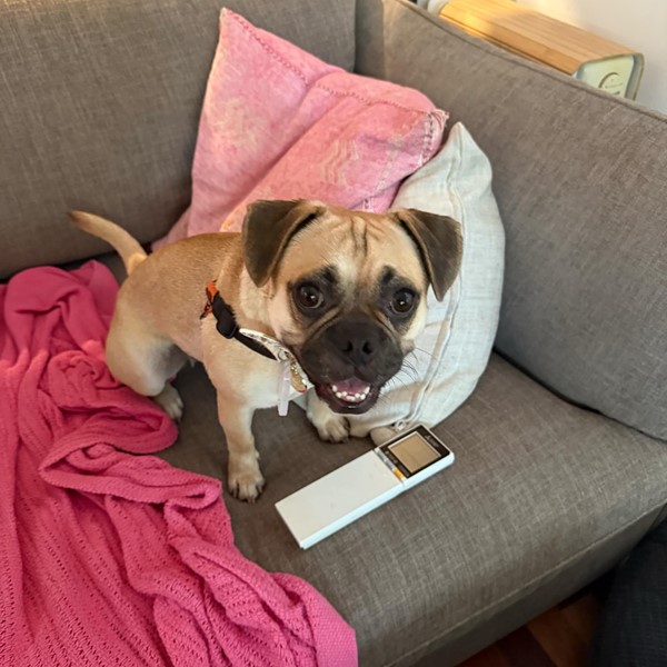 Adopt Heidi from Brisbane QLD | Adopt-A-Dog