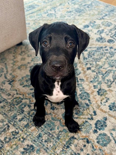 Adopt Robbie from Beeliar WA | Adopt-A-Dog