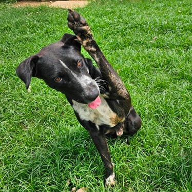 Adopt Lockie from Mareeba QLD | Adopt-A-Dog