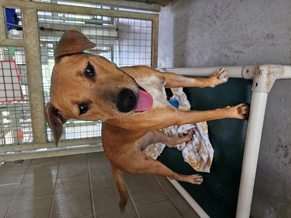 Adopt Scarlett from Mareeba QLD | Adopt-A-Dog