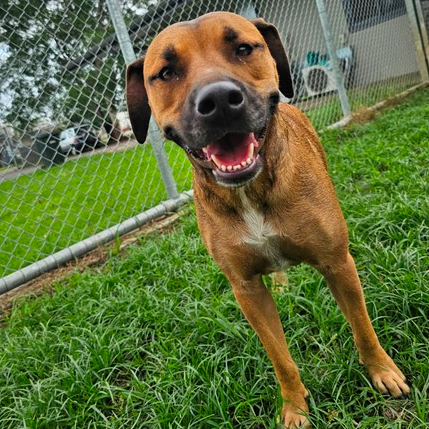 Adopt Jija from Mareeba QLD | Adopt-A-Dog