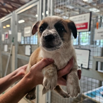 Adopt Timmy from Mareeba QLD | Adopt-A-Dog